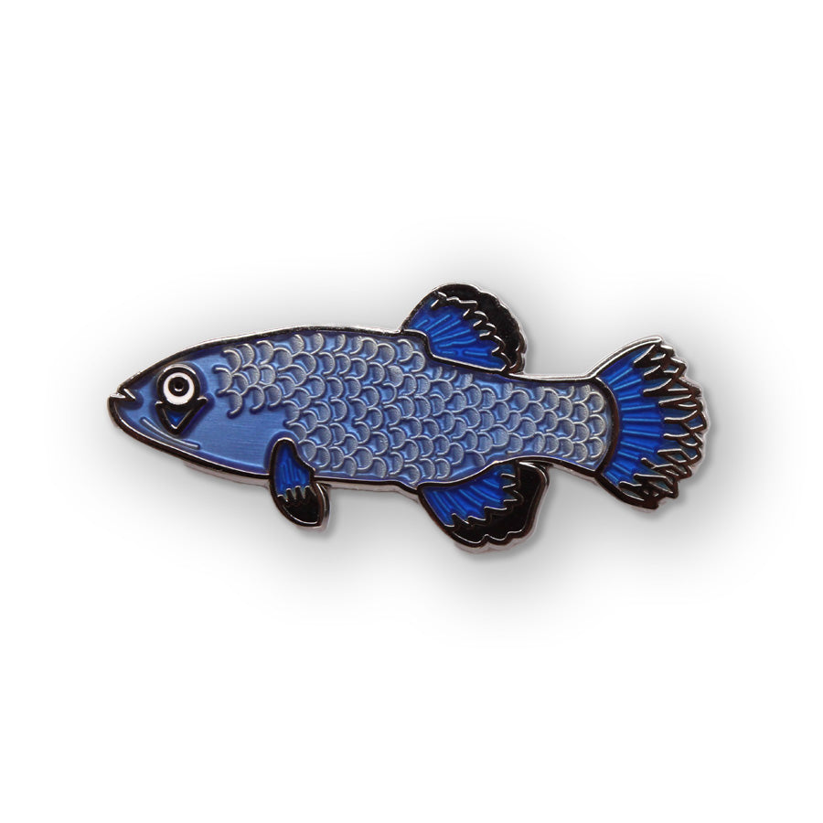 Pupfish – National Park Souvenirs